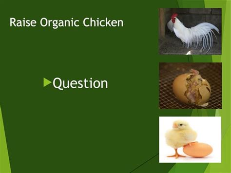 Raise Organic Chickenbreeds Of Chicken Its Origin And Classespptx