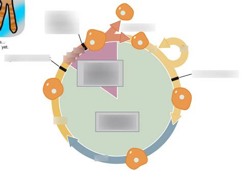 Genetics Cell Cycle Stages Diagram Quizlet