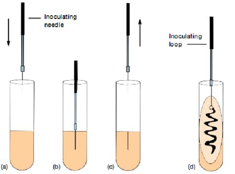 Metode Dan Teknik Isolasi Mikroba Generasi Biologi