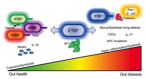 Bacteroides Fragilis Host Microbe And Interbacterial Interactions Juliane Bubeck Wardenburg