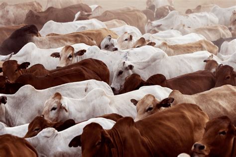 Rounding Up The Herd African Decisions