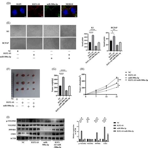 Long Noncoding Rna Lncrna‐igf2‐as Promotes Thyroid Carcinoma Thca Download Scientific
