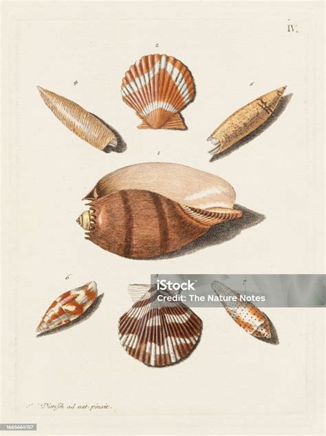 골동품 조개껍데기 그림입니다 조개껍데기의 다양한 아름다움을 보여주는 독일 Conchology 책의 접시 카 1790 생물 수업에