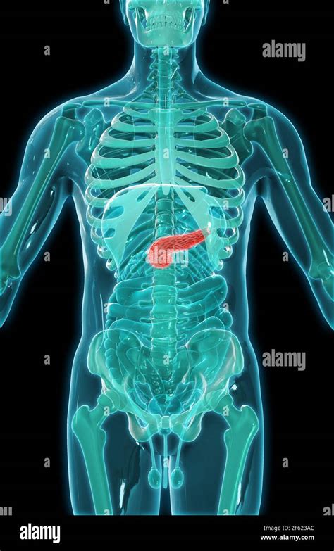 Pancreas Location Ribs