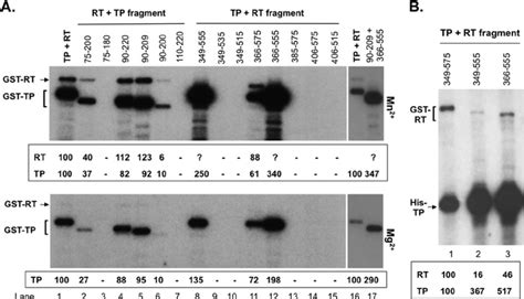 Trans Complementation Priming Reaction Using Tp And Rt Domain Download Scientific Diagram