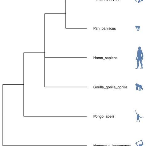 Species Taxonomy Tree Obtained Using Example 3 Download Scientific