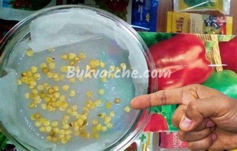 Важна стъпка преди засяване на семената от пипер за да получите силен разсад Букварче Идеи