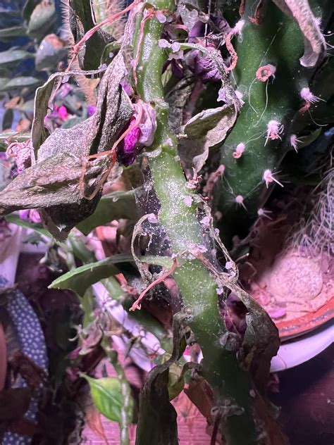 Bugs Attacking My Plants R Plantclinic