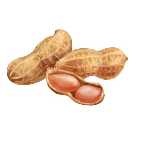 Cartoon Hand Painted Peanut Kernel Element Cartoon Hand Draw Cartoon