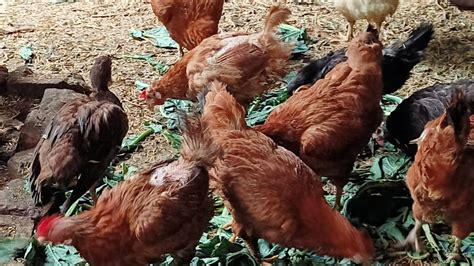 Desi Murgi Form Mein Ande Sel Karne Ke Naye Naye Trick Youtube