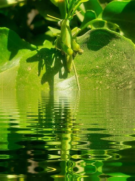 Reflection Of A Grasshopper In Clear Water Stock Image Image Of Water Green 369205683