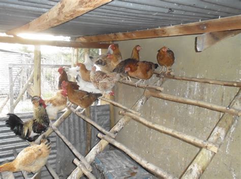 Kienyeji Chicken House Designs Archives Kienyeji Chicken Farming