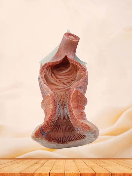 Anal Canal Anatomy Model Meiwo Science Coltd