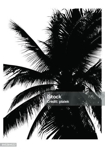 실루엣의 야자수 코코넛 잎 일러스트 레이 션 벡터 여름 배경 0명에 대한 스톡 벡터 아트 및 기타 이미지 0명 검은색 나무 Istock