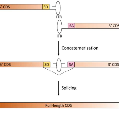 Gene Trans Splicing Diagram Trapani 2019 Download Scientific Diagram
