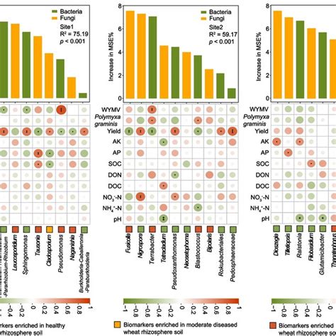 Pdf Combating Wheat Yellow Mosaic Virus Through Microbial Interactions And Hormone Pathway