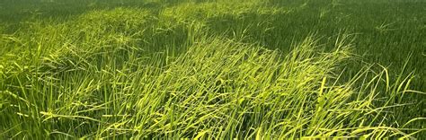 Weedy Rice Identification And Management Uc Agriculture And Natural Resources