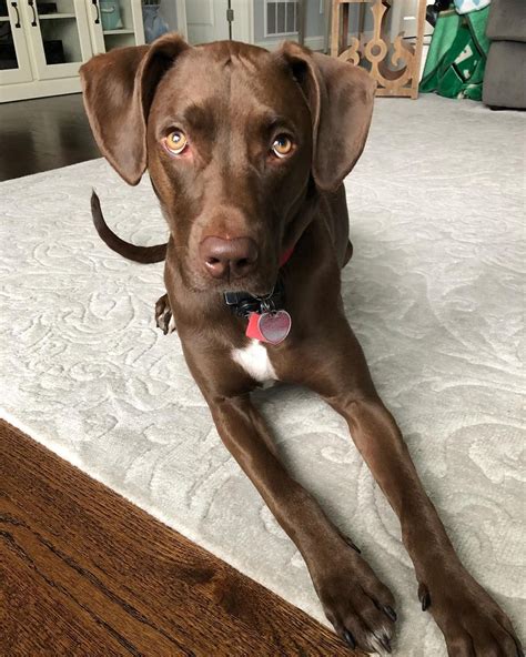 Pointer Chocolate Lab Mix