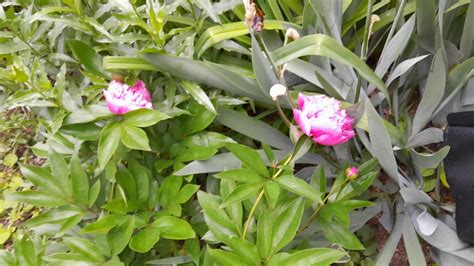 Времето днес Около и след обяд ще се развива купесто дъждовна облачност Новини от