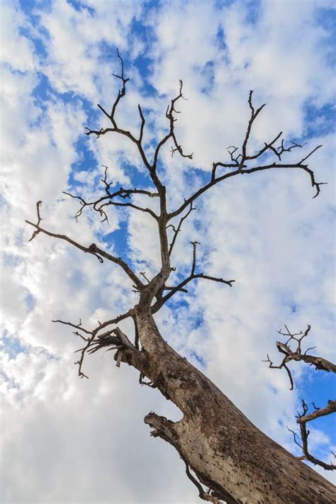 Dead Wood In Blue Sky Stock Image Image Of White Scary 43971973