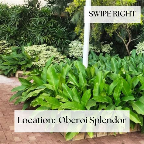 Pushpam Landscaping On Linkedin Pushpam Exteriorlandscaping Summertime Outdoorspaces Design