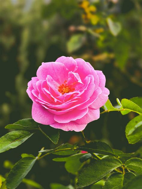 有关一年生花 充滿活力 单绽放 和平的 園林植物 園林花卉 園藝 地被植物 增長 夏天 天性 季节性的花 寧靜 寧靜的景觀 工厂 弹簧 微距攝影 戶外 新鮮