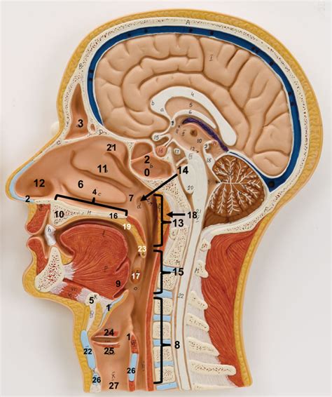 Sagittal View Of Head 2 Diagram Quizlet