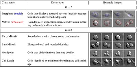 Description Of The Classes For Task 1 Discriminating Interphase And
