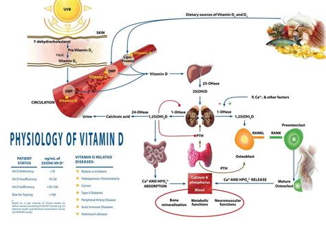Parathyroid Hormones
