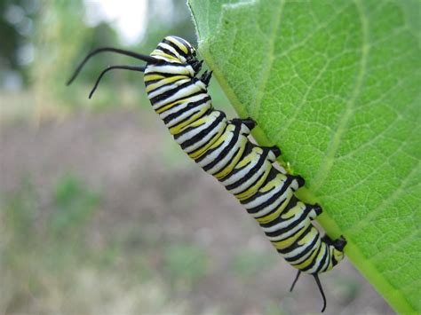 Nmap Wireshark And Windows Firewall