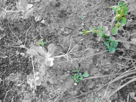 Weed Detection In Crops Using Maskedrcnn