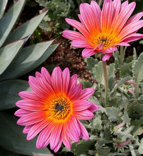 Arctotis Pink Sugar Buy Online At Annies Annuals