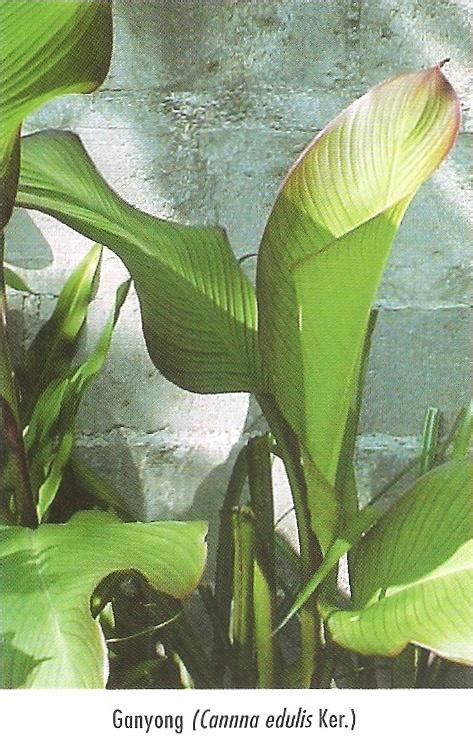 Tanaman Obat Keluarga Back To Nature Ganyong