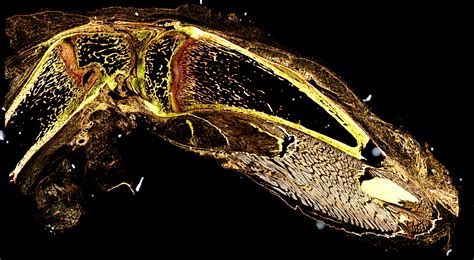 细胞生物学平台lattice Lightsheet 7活细胞晶格激光片层扫描显微镜上机培训通知 清华大学生命科学学院