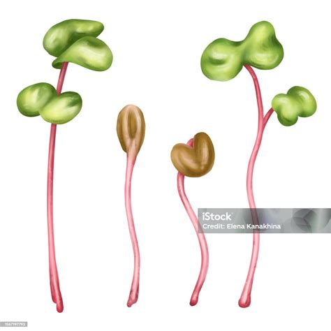 수채화 스타일의 초록색 무의 그림 어린 씨앗 묘목 식용 잎 건강 식품 보충제 흰색 배경에 클립아트 원예 식물 요리 재료 0명에 대한 스톡 벡터 아트 및 기타 이미지 Istock