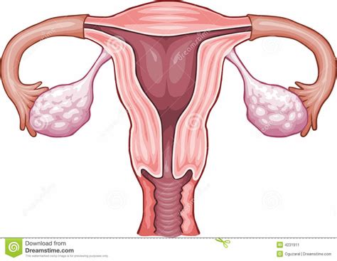 Reproductive System Diagram Quizlet