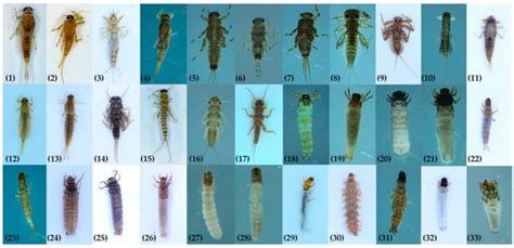 The Effects Of Data Quality On Deep Learning Performance For Aquatic