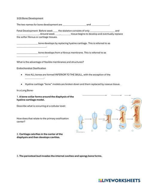 Bone Development Live Worksheets