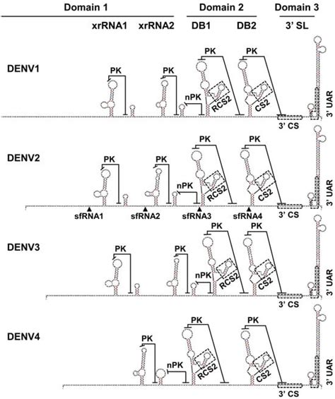 Viruses Special Issue Viruses And Non Coding Rnas