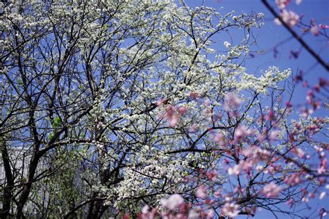 大島桜 生きる撮る