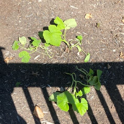 Black Spots On My Summer Squash Leaves