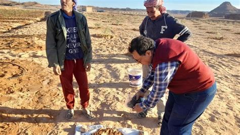 بحوث الصحراء يزرع حقول إرشادية لزيادة الإنتاجية باستخدام أسمدة حيوية وعضوية