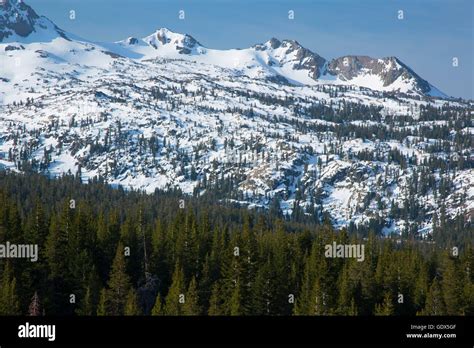 Sierra Crest Slope From Pacific Crest Trail Carson Pass National Scenic Byway El Dorado