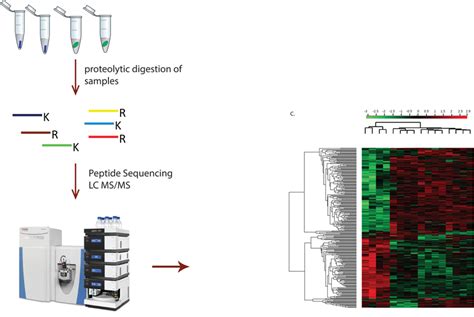 Discovery And Targeted Proteomics Services Vproteomics