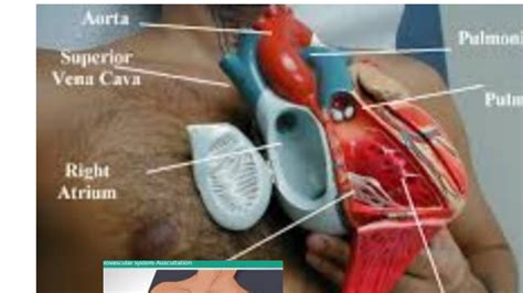 Examination Of Precordium Youtube