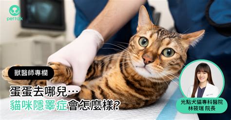 【獸醫師專欄】公貓卻摸不到蛋蛋？獸醫揭貓咪「隱睪症」放著不管的5大風險 寵物知識王 Udn寵物部落