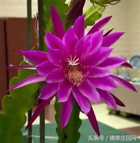 曇花一現美在瞬間 每日頭條