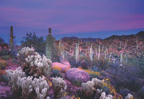 Flowers From The Sonoran Desert At Archie Beamont Blog