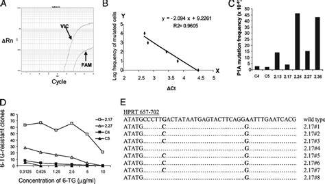 Quantitation Of Mutation Frequencies Of P A And HPRT Genes P R Download Scientific Diagram