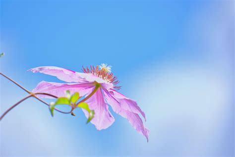 天に向かう 鉄線の花 GANREF